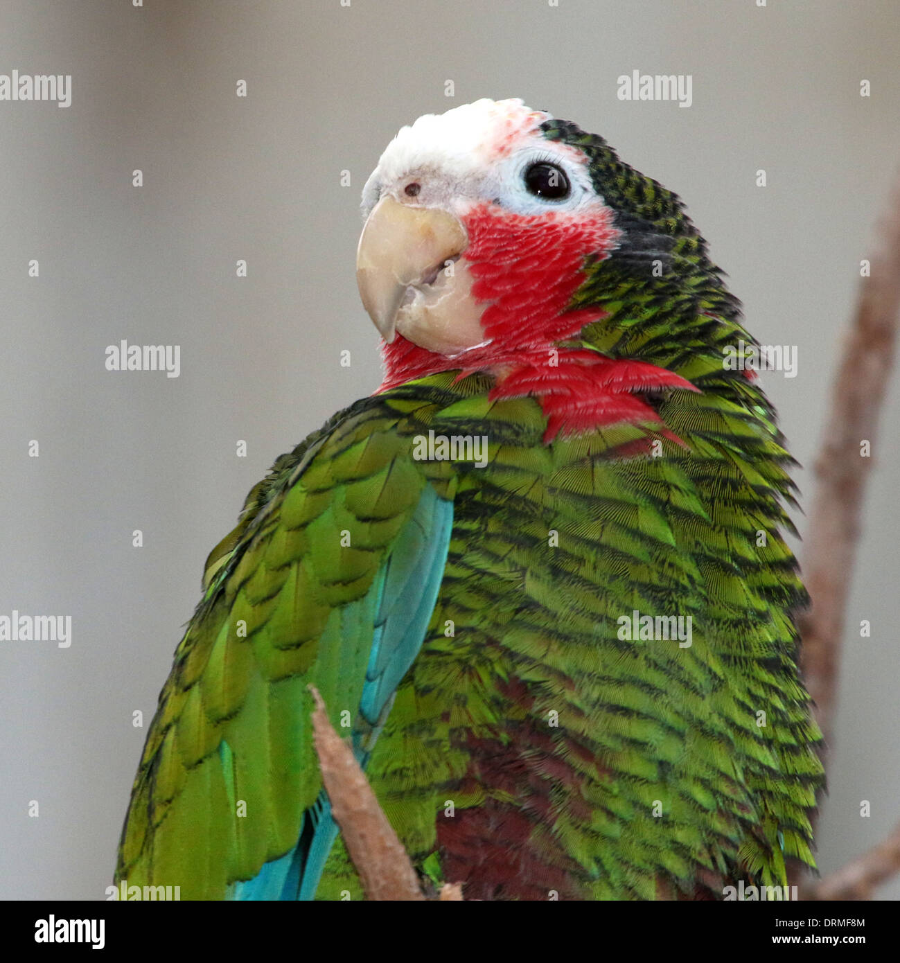 Cuban Amazon Parrot, aka Rose throated Parrot, (Amazona leucocephala ...