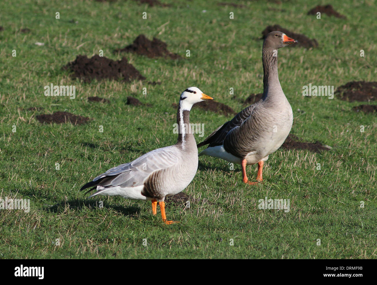 Bar-headed Goose (Anser Indicus) and hybrid greylag goose Stock Photo ...