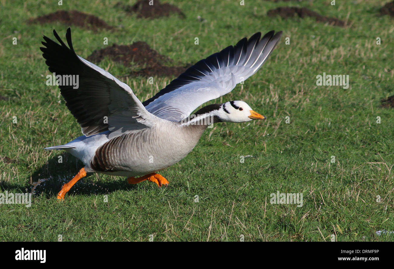 Anser indicus hi-res stock photography and images - Alamy