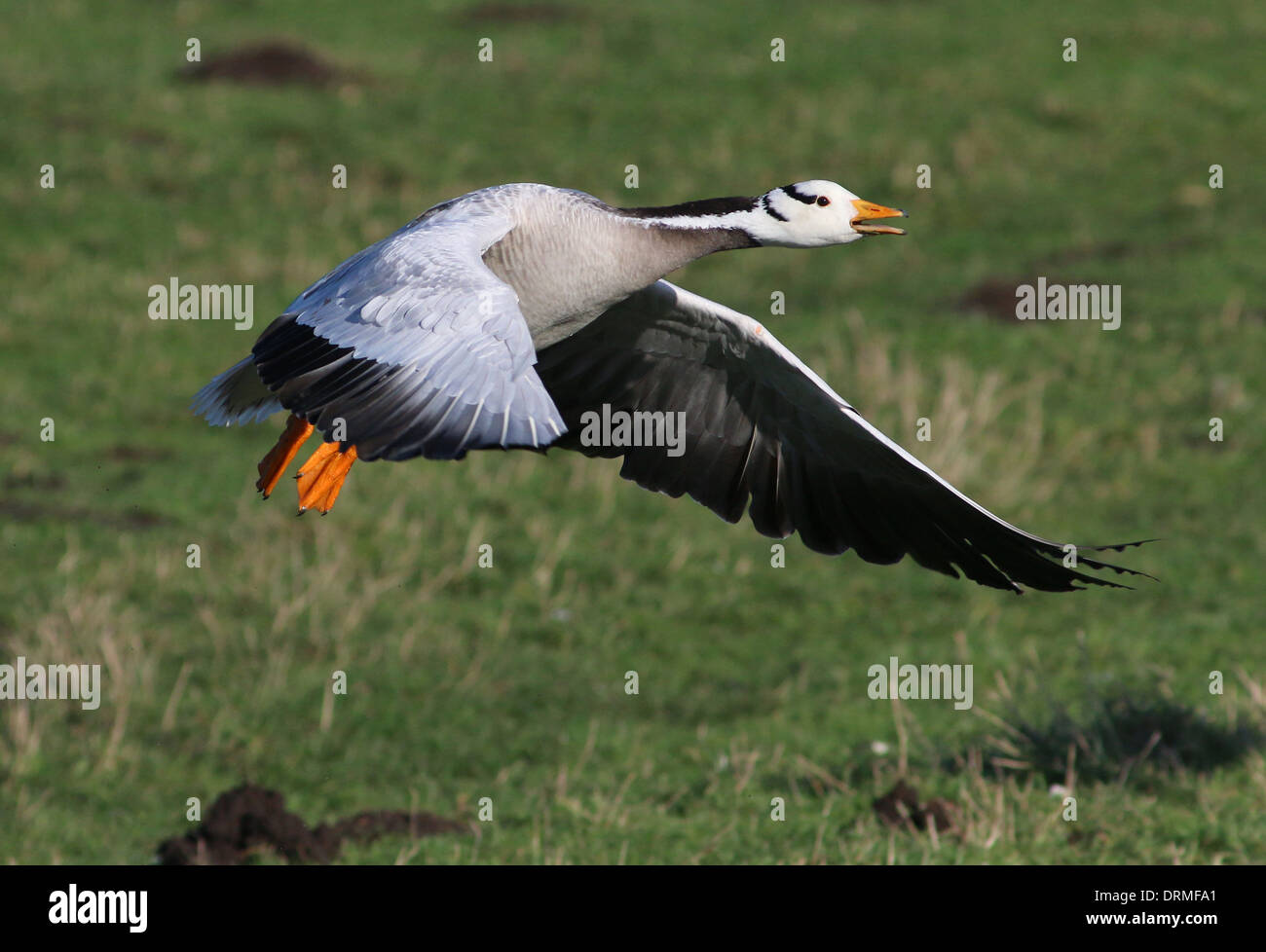 Bar headed goose flight hi-res stock photography and images - Alamy