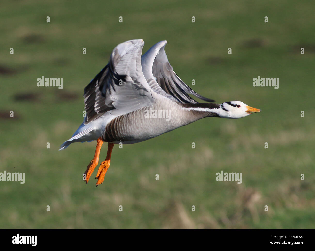 Bar-headed Goose (Anser Indicus) in flight Stock Photo - Alamy