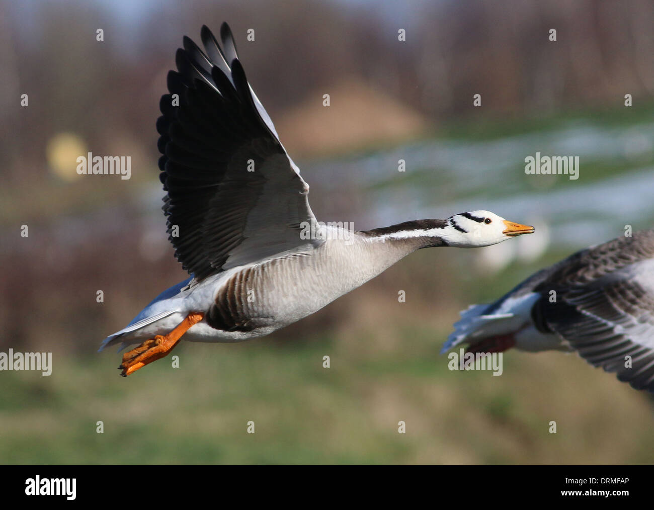 Bar headed goose flight hi-res stock photography and images - Alamy