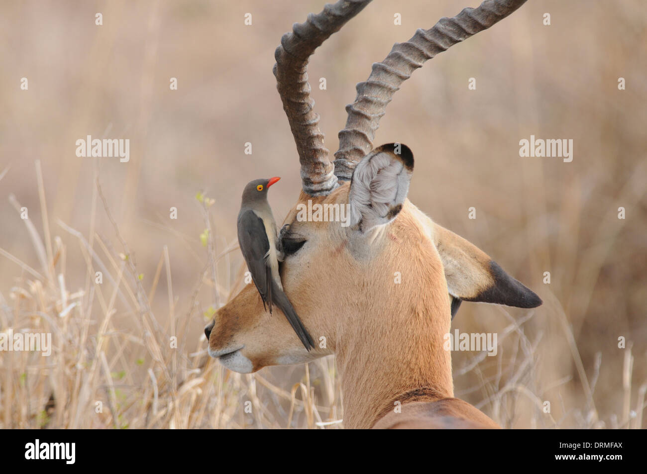 Red-billed oxpecker or tick bird (Buphagus erythrorhynchus) foraging ...