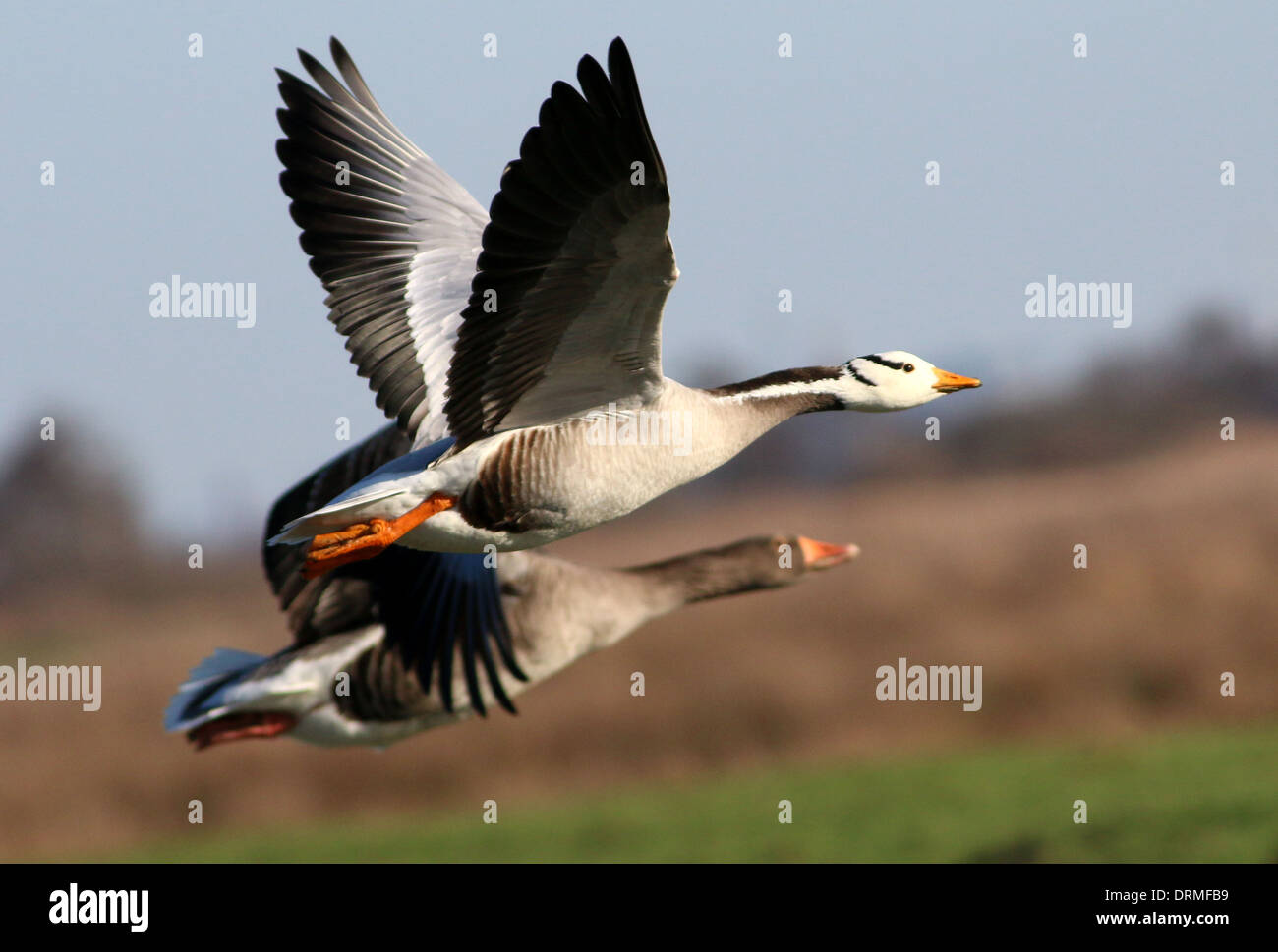 Ansar indio hi-res stock photography and images - Alamy