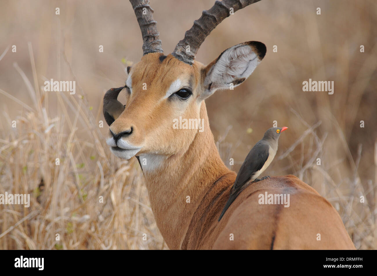 Impala bird hi-res stock photography and images - Alamy