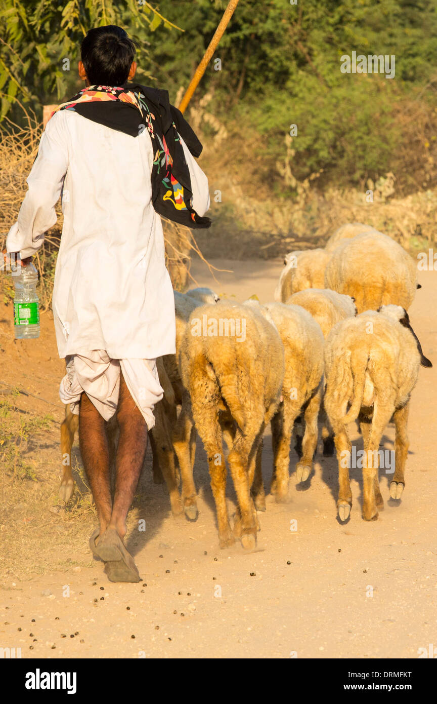 Shepherd flock sheep rajasthan india hi-res stock photography and ...