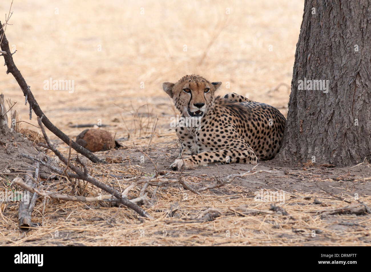 Cheetah under a tree hi-res stock photography and images - Alamy
