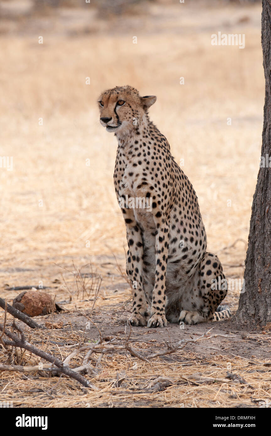 Cheetah in the tree hi-res stock photography and images - Alamy
