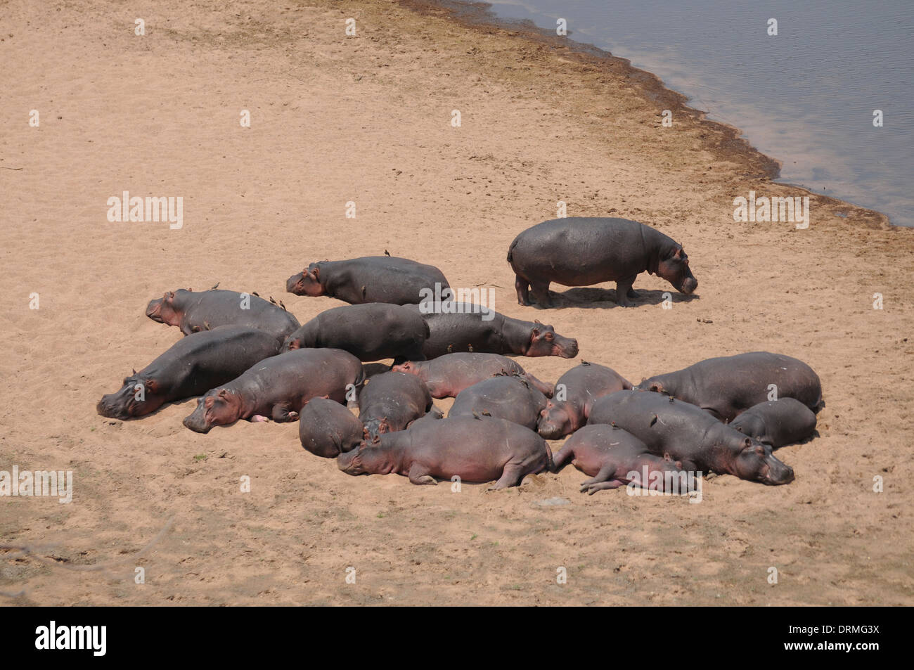 Hippopotamus (Hippopotamus amphibius). A small dry season herd ...