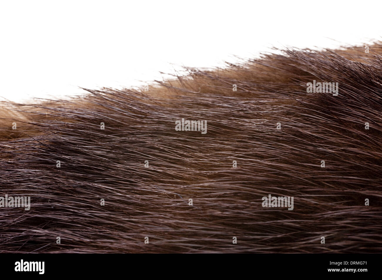 Pelz hi-res stock photography and images - Alamy