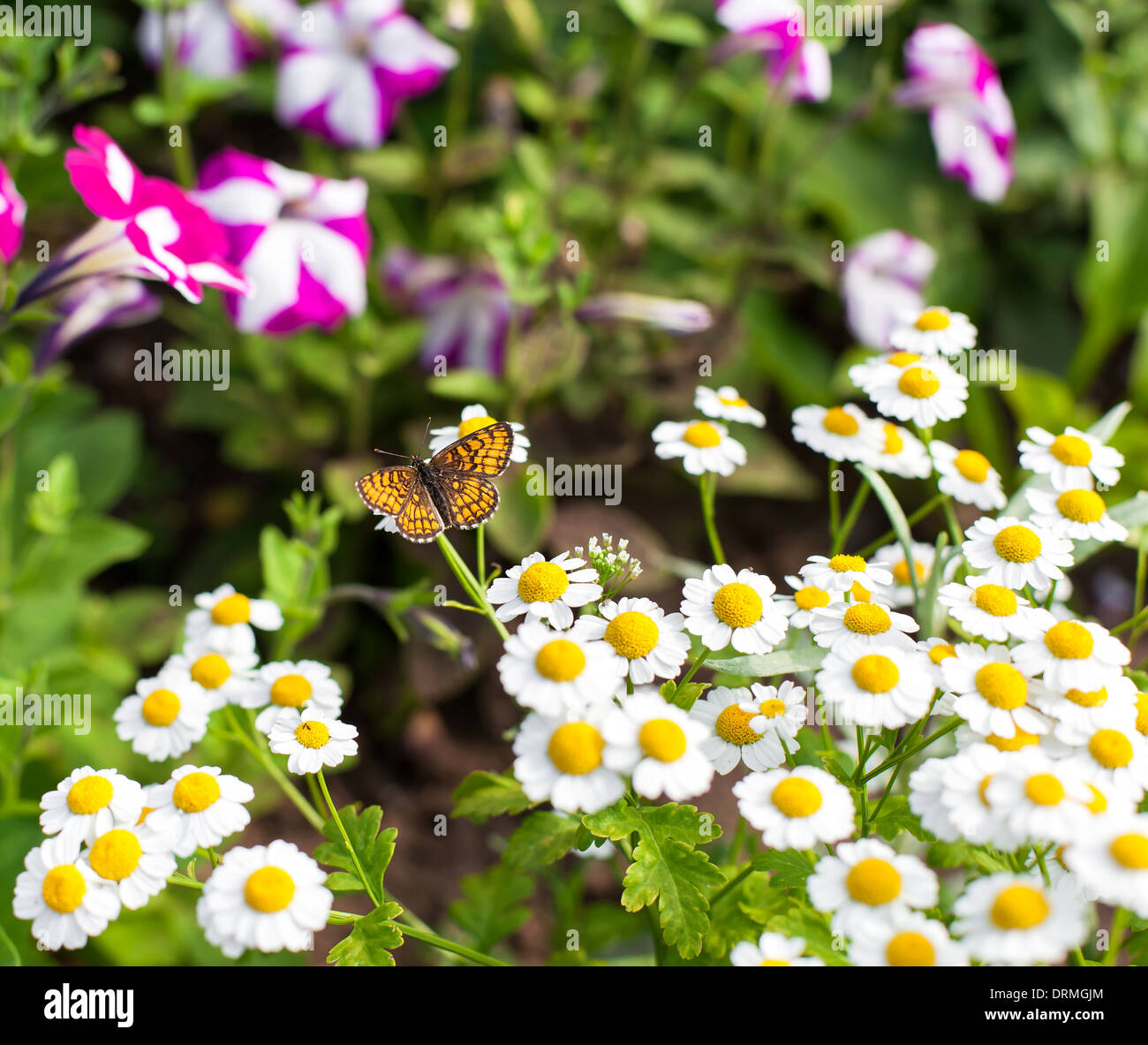 Camomile lawn spring hi-res stock photography and images - Alamy