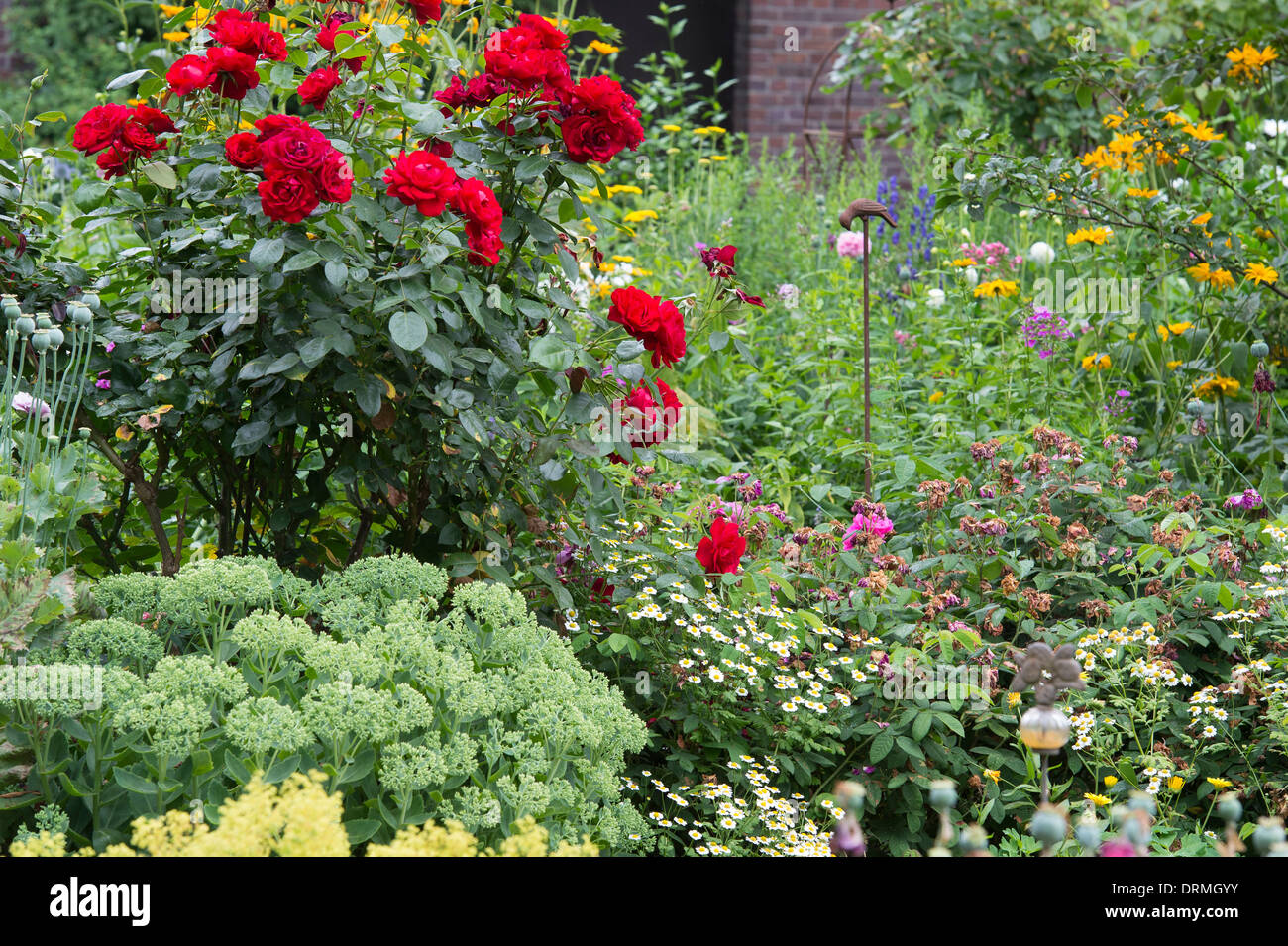 Rose gardens in germany hi-res stock photography and images - Alamy