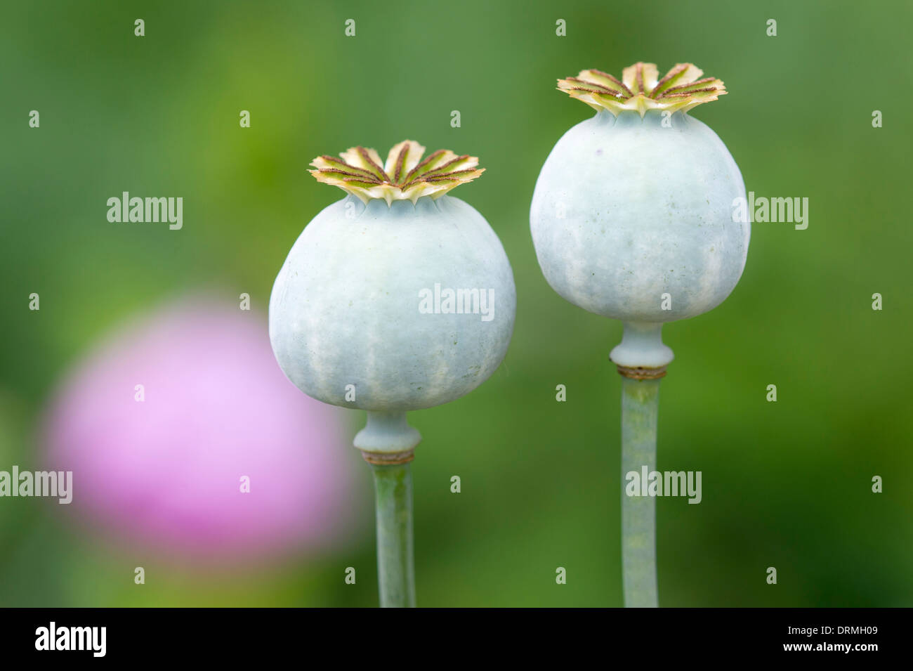 capsules of opium poppies, papaver somniferum Stock Photo - Alamy
