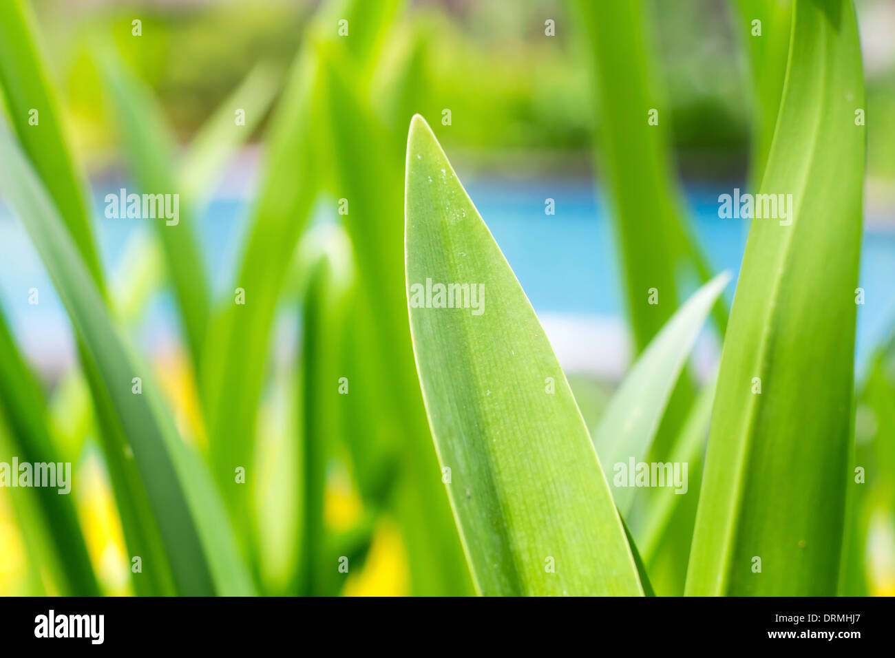 Flora of tropical asia hi-res stock photography and images - Alamy