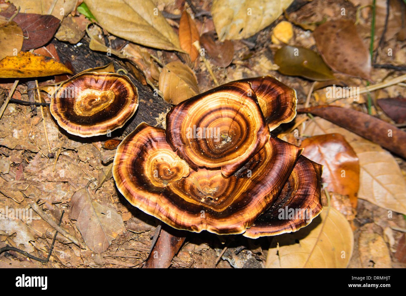 Yellow-footed Tinypore (Microporus xanthopus) Fungi in the Gunung ...