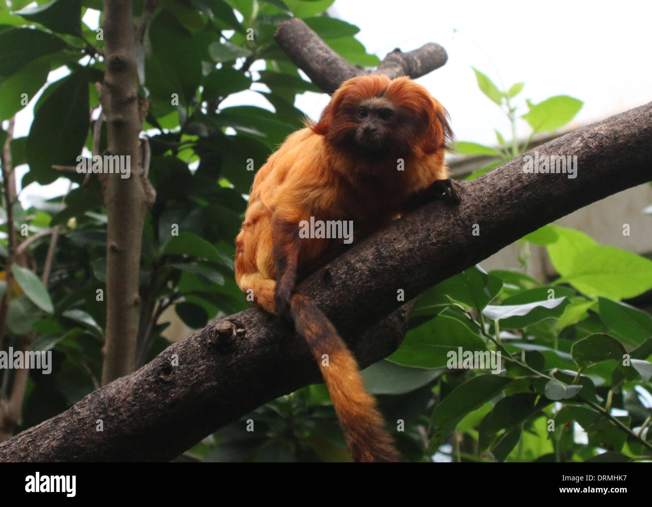 Mico leao dourado hi-res stock photography and images - Alamy