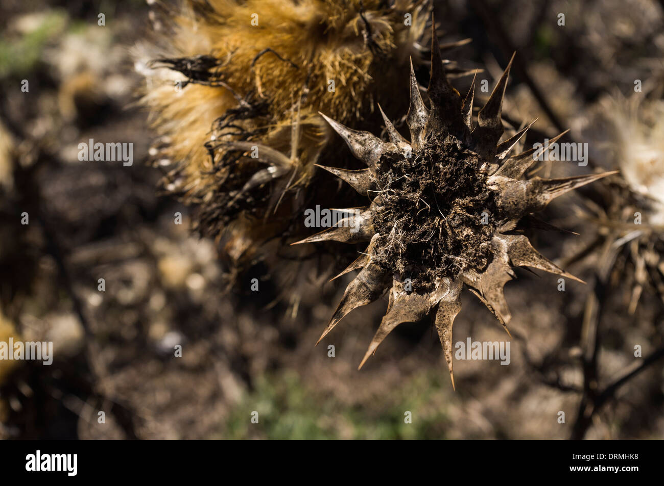 Cynara cardunculus Artichoke thistle seed heads growing wild in ...