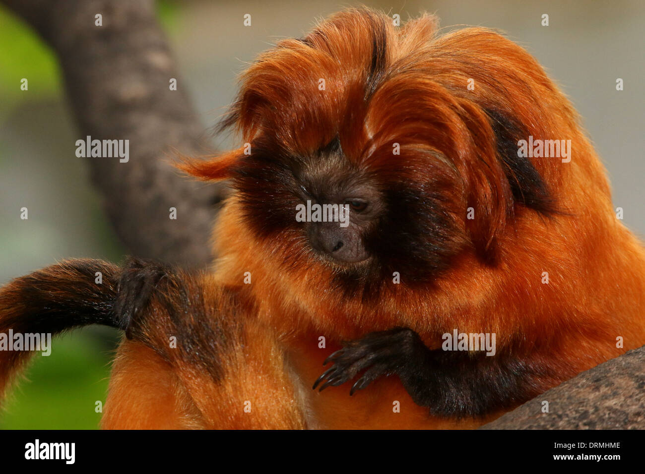 Mico leao dourado hi-res stock photography and images - Alamy