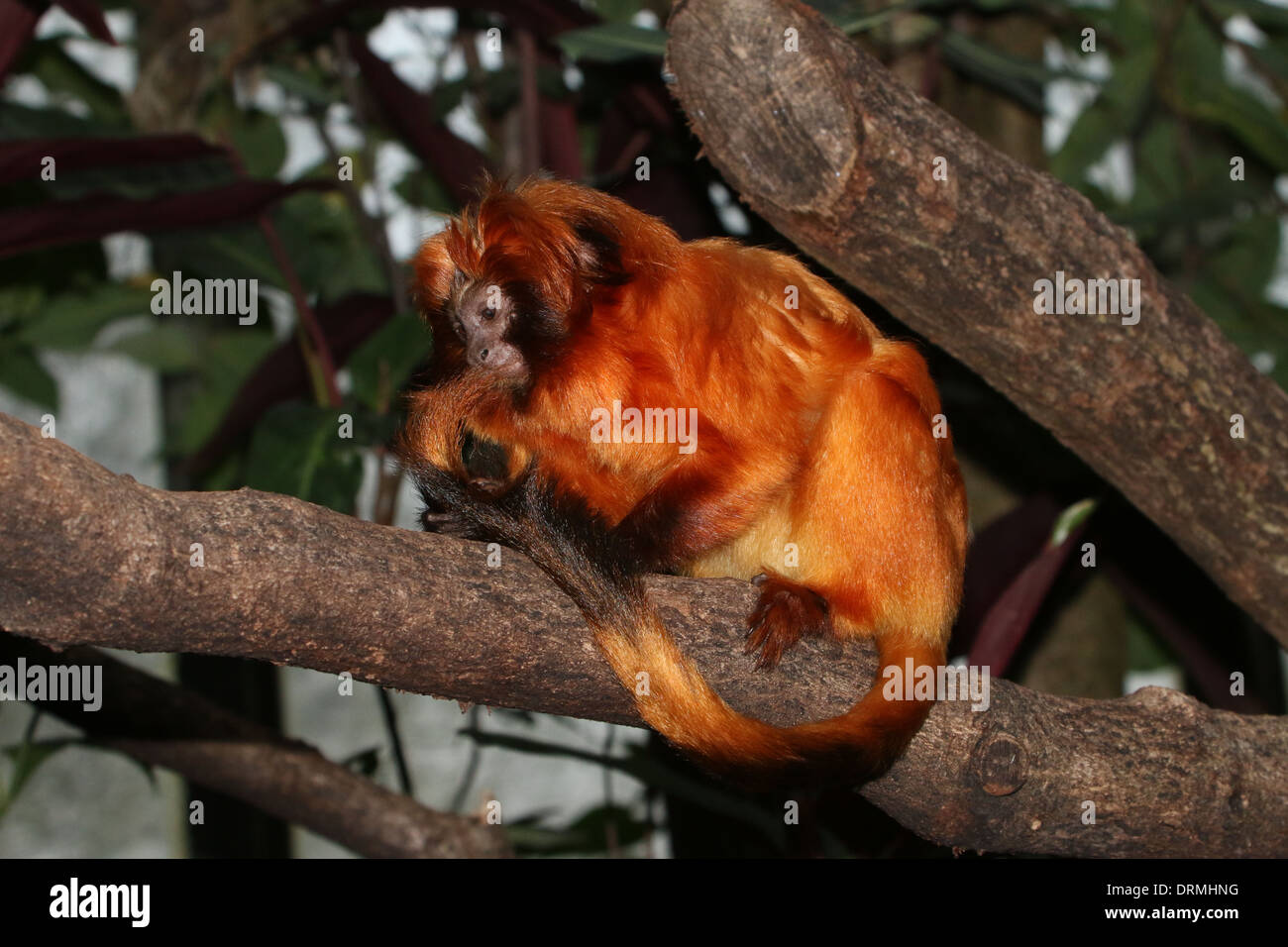 Mico leao dourado hi-res stock photography and images - Alamy