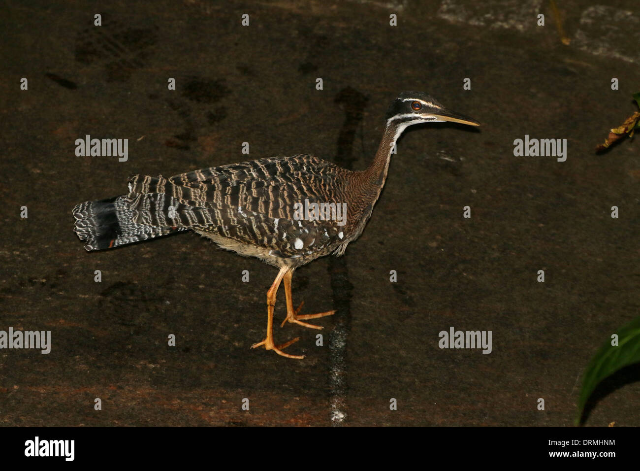 Sunbittern (Eurypyga helias Stock Photo - Alamy