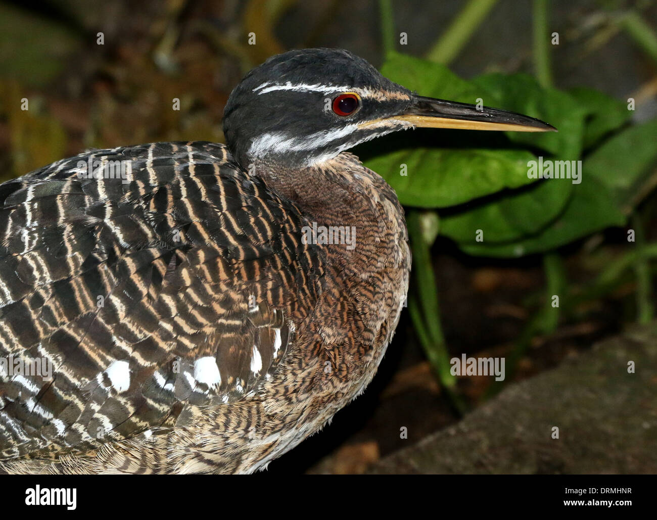 Sunbittern (Eurypyga helias), close-up of upper body and bill Stock ...