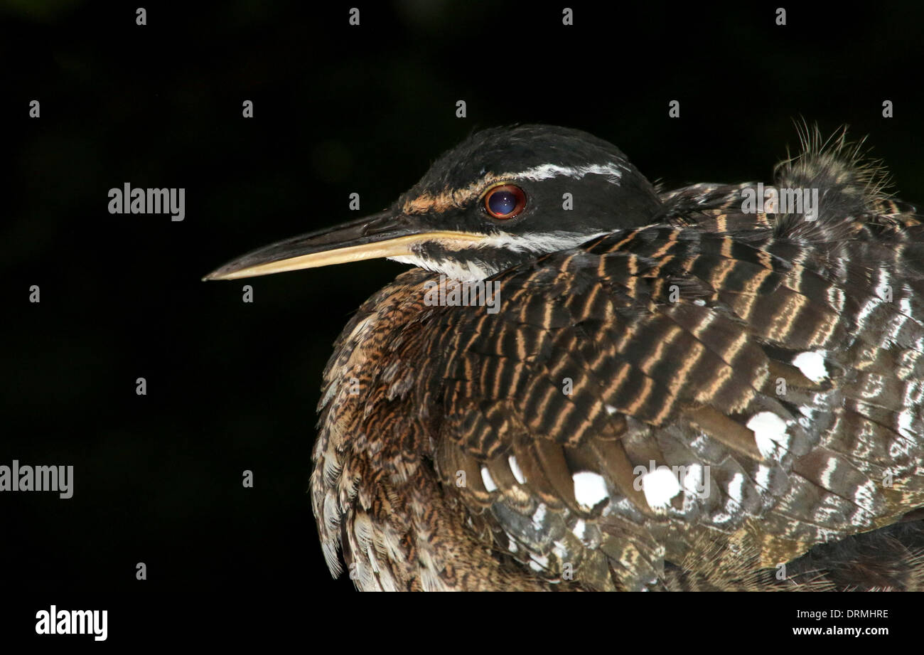 Sunbittern (Eurypyga helias Stock Photo - Alamy