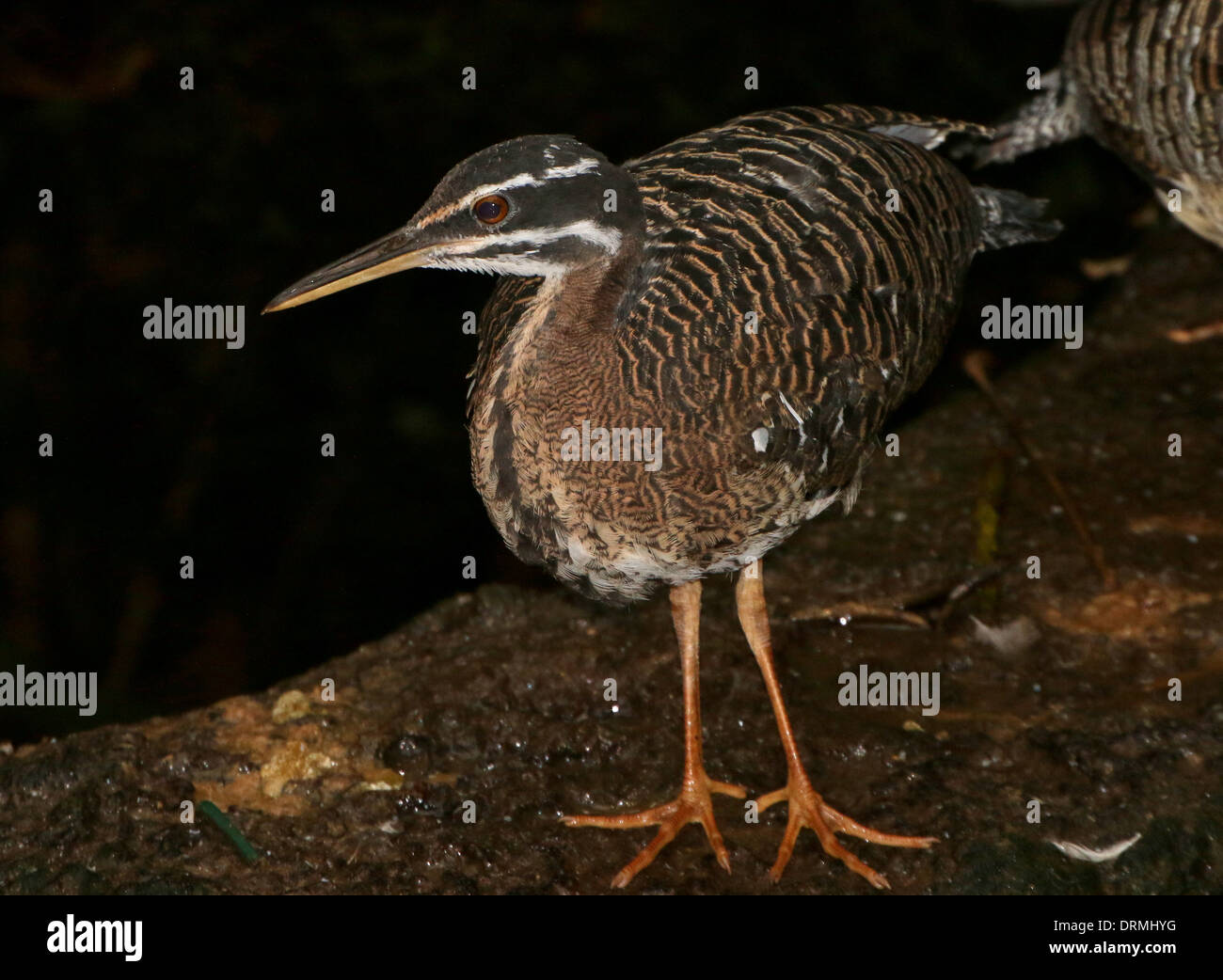 Sunbittern (Eurypyga helias Stock Photo - Alamy