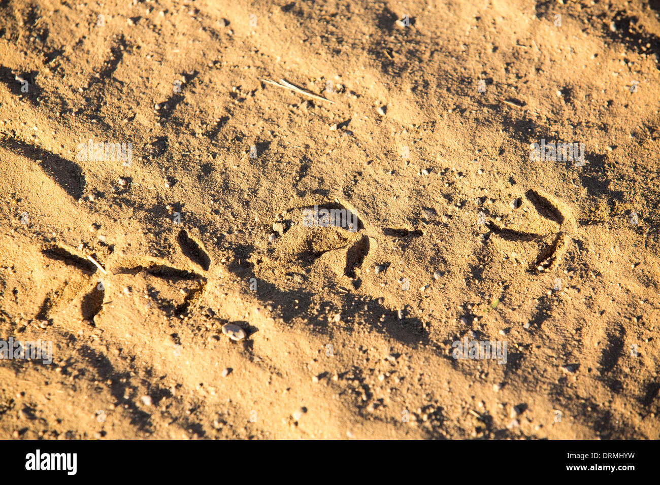 Bird footprints in dusty ground in Rajasthan, India Stock Photo - Alamy