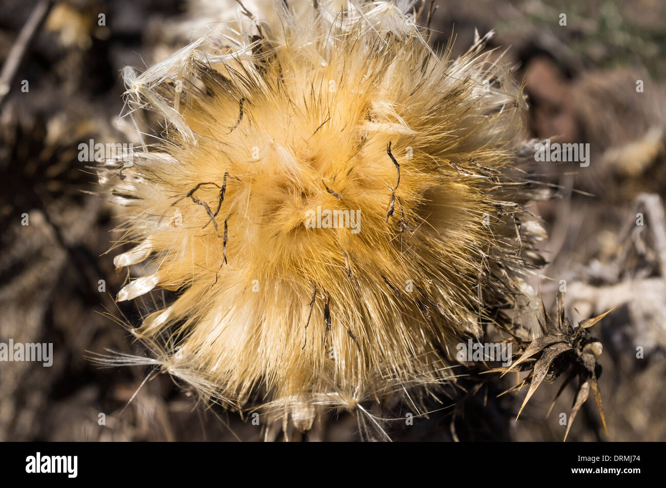 Cynara cardunculus Artichoke thistle seed heads growing wild in ...