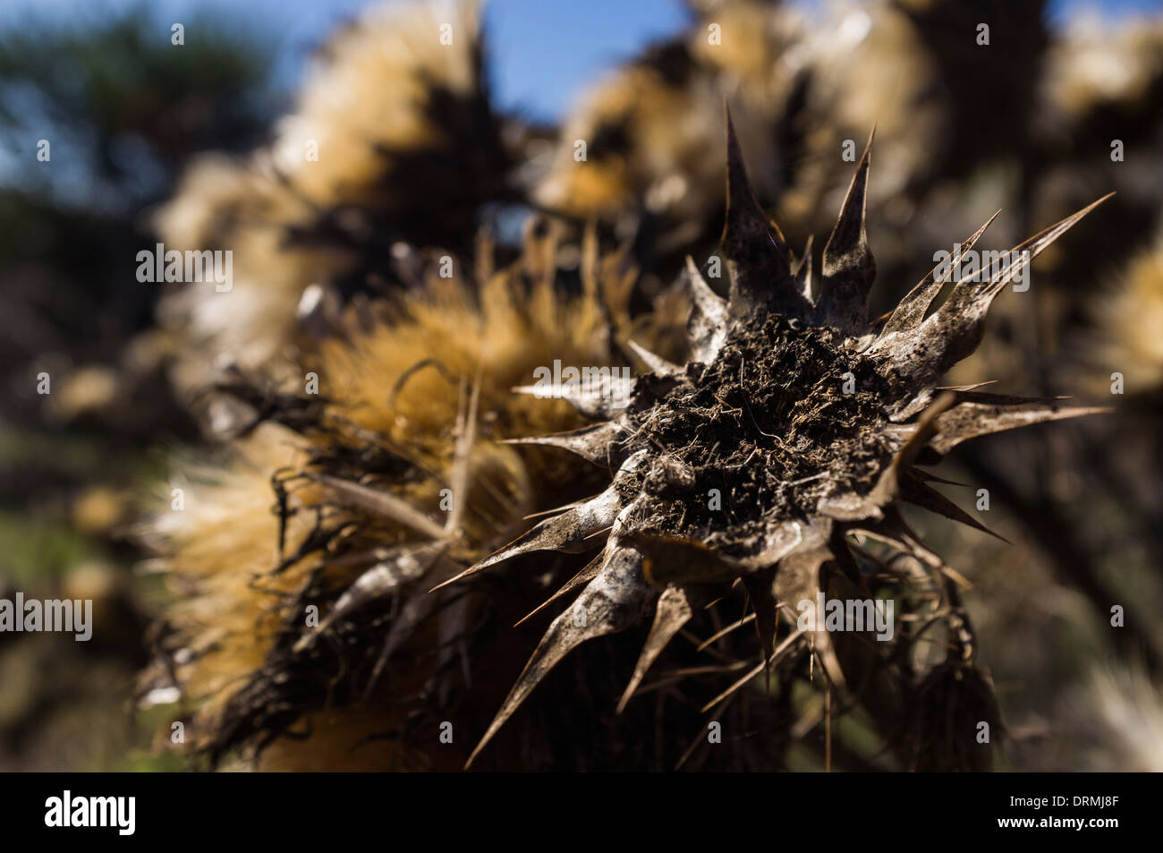 Cynara cardunculus Artichoke thistle seed heads growing wild in ...