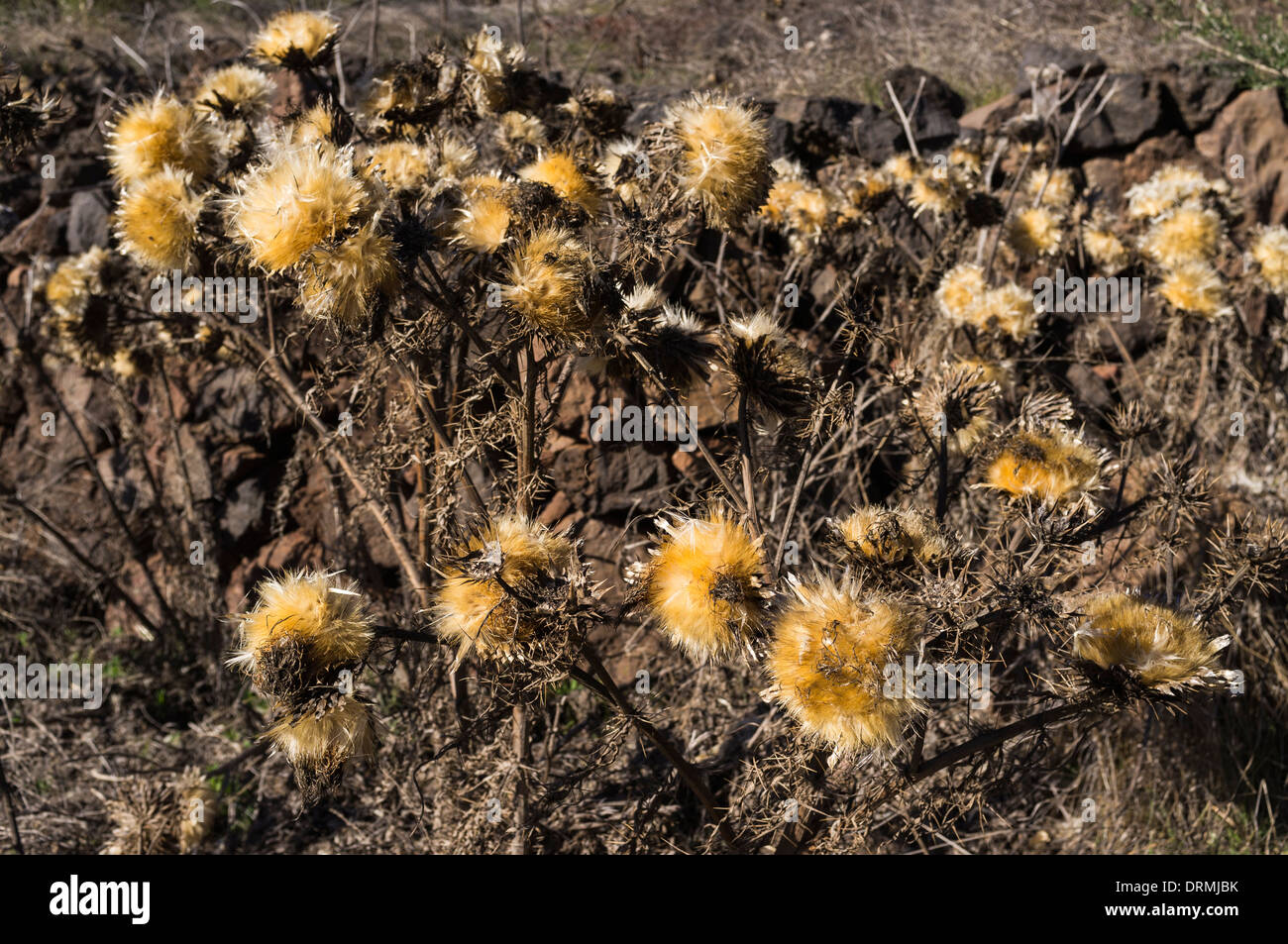 Cynara cardunculus Artichoke thistle seed heads growing wild in ...