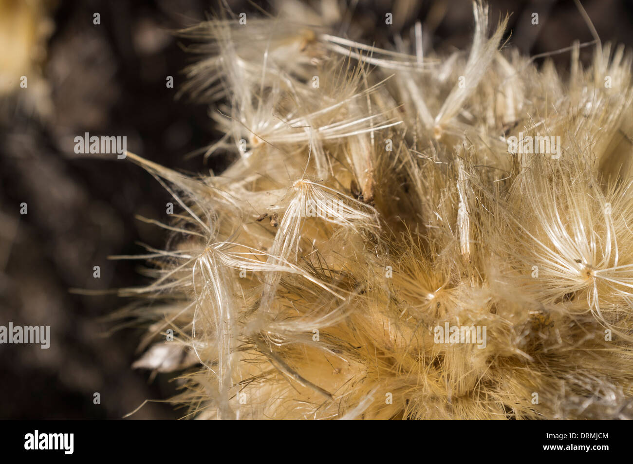 Cynara cardunculus Artichoke thistle seed heads growing wild in ...