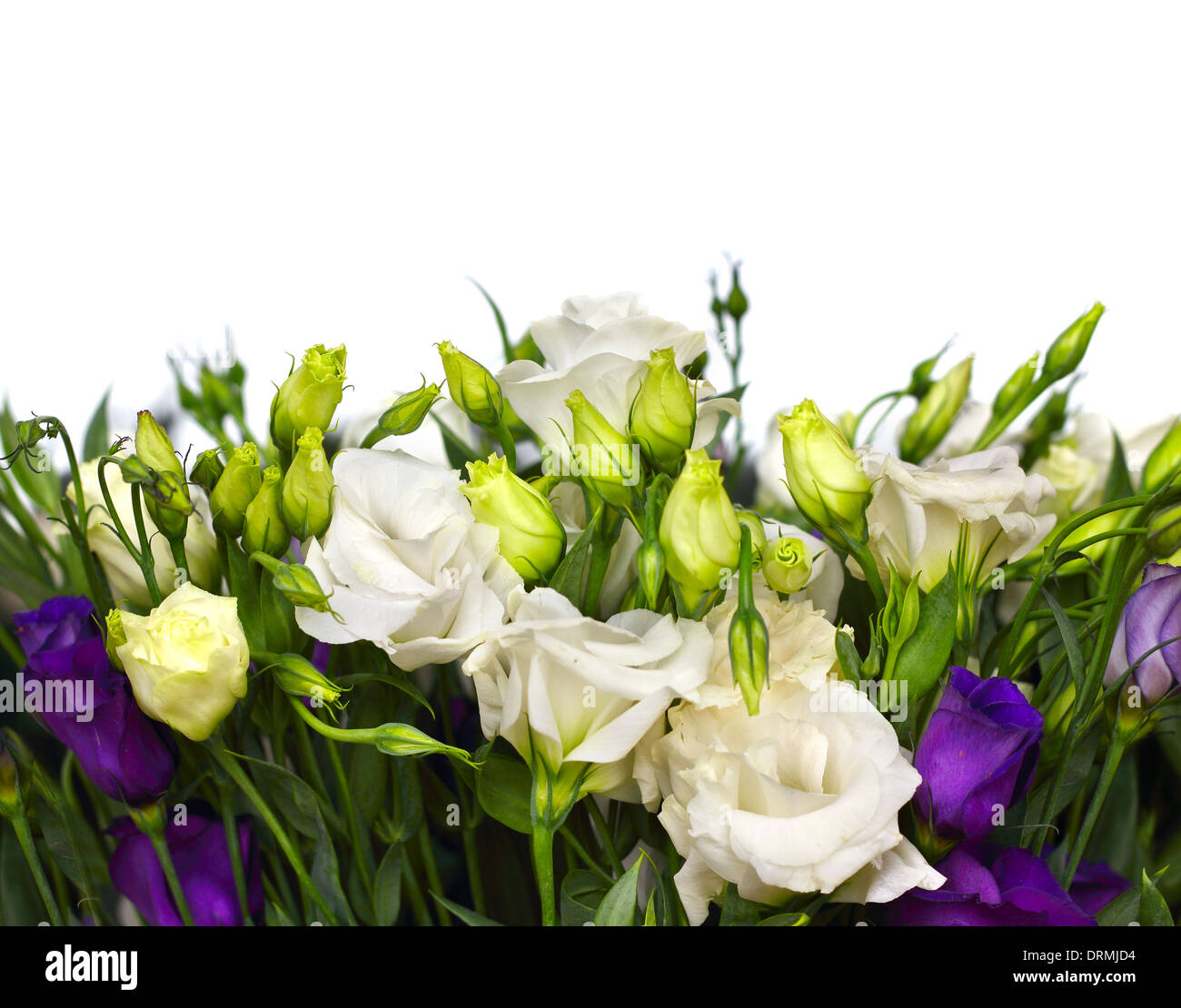 Lisianthus violet hi-res stock photography and images - Alamy