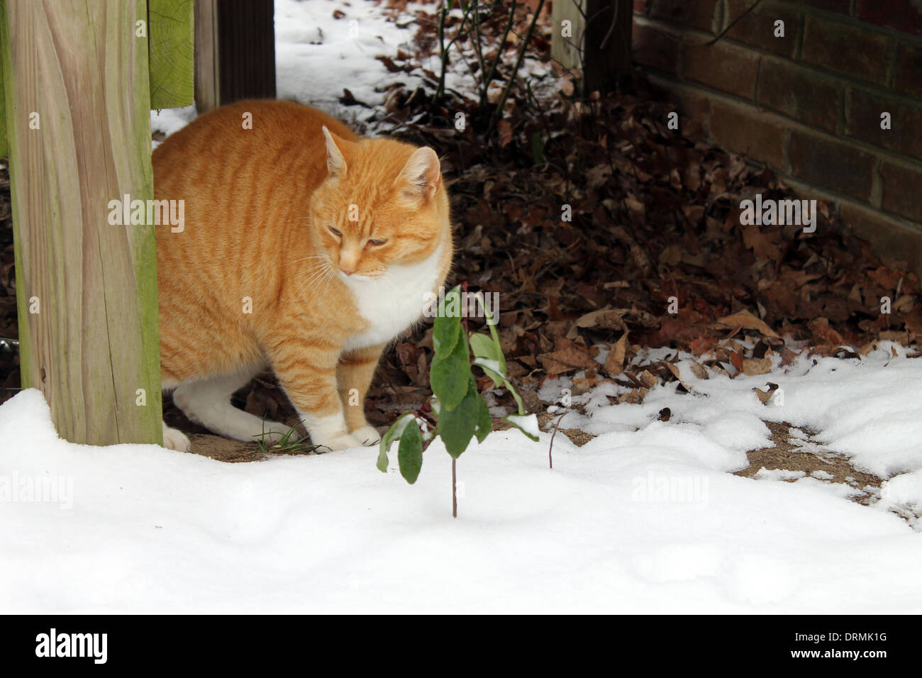 Cat Standing Up Snow