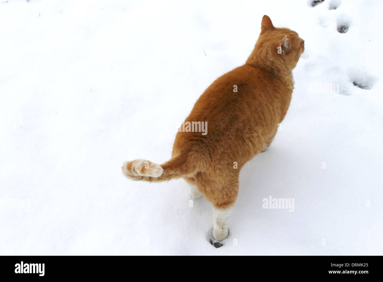 Orange cat standing in snow Stock Photo - Alamy