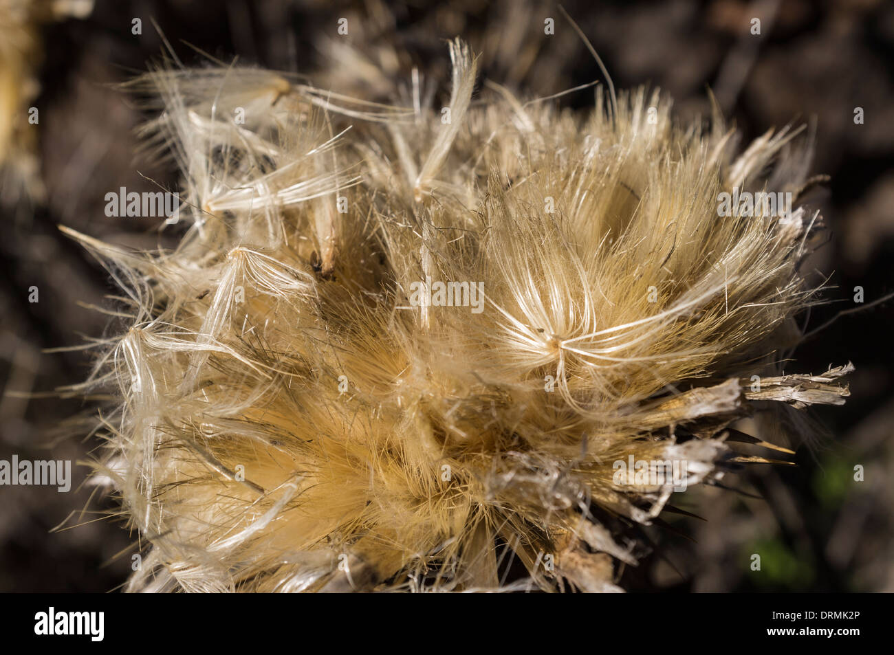 Cynara cardunculus Artichoke thistle seed heads growing wild in ...
