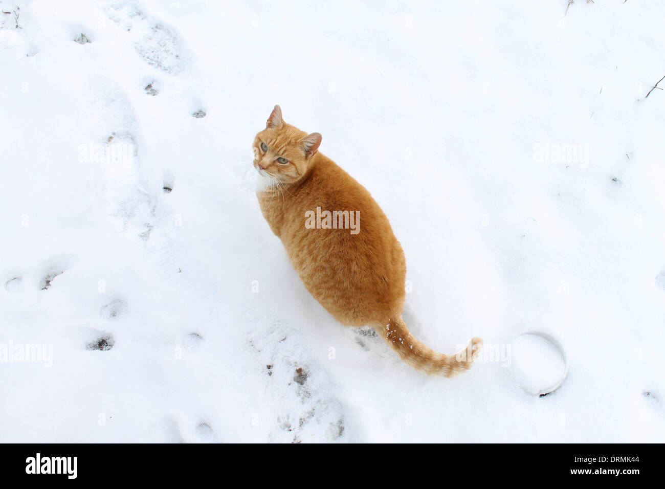 Orange cat snow hi-res stock photography and images - Alamy