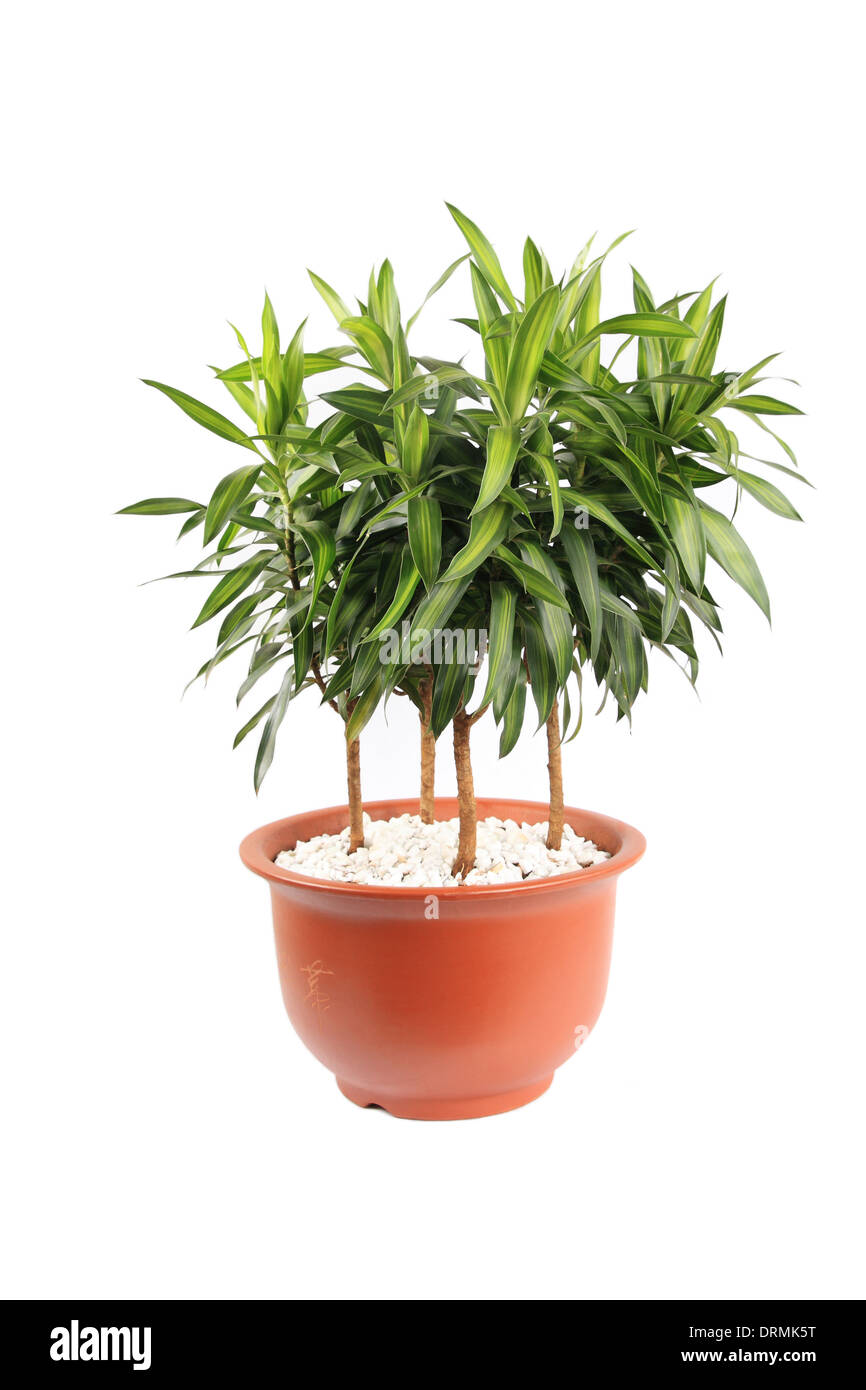 Reflexa hi-res stock photography and images - Alamy