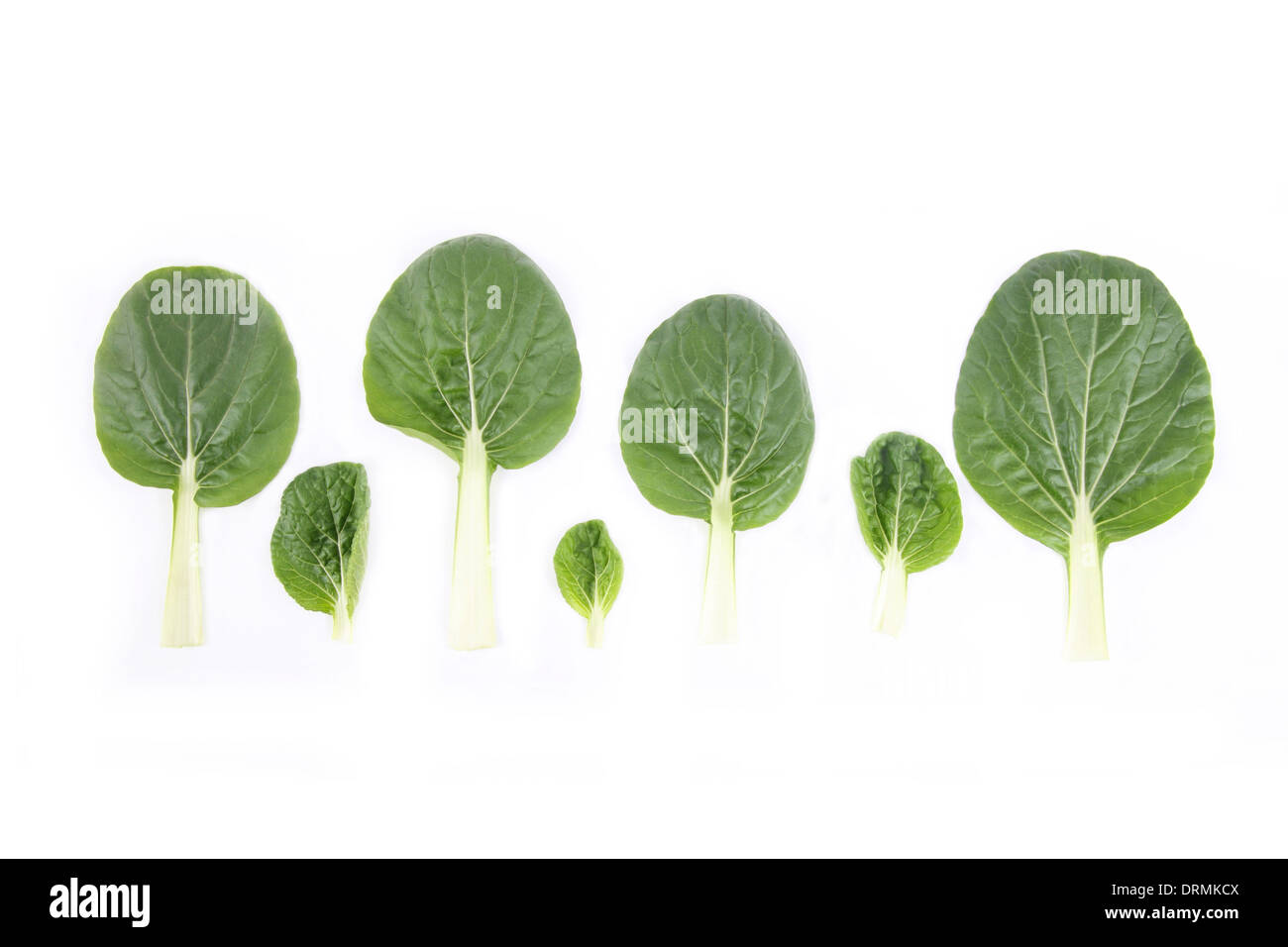 bok choy and tree Stock Photo - Alamy