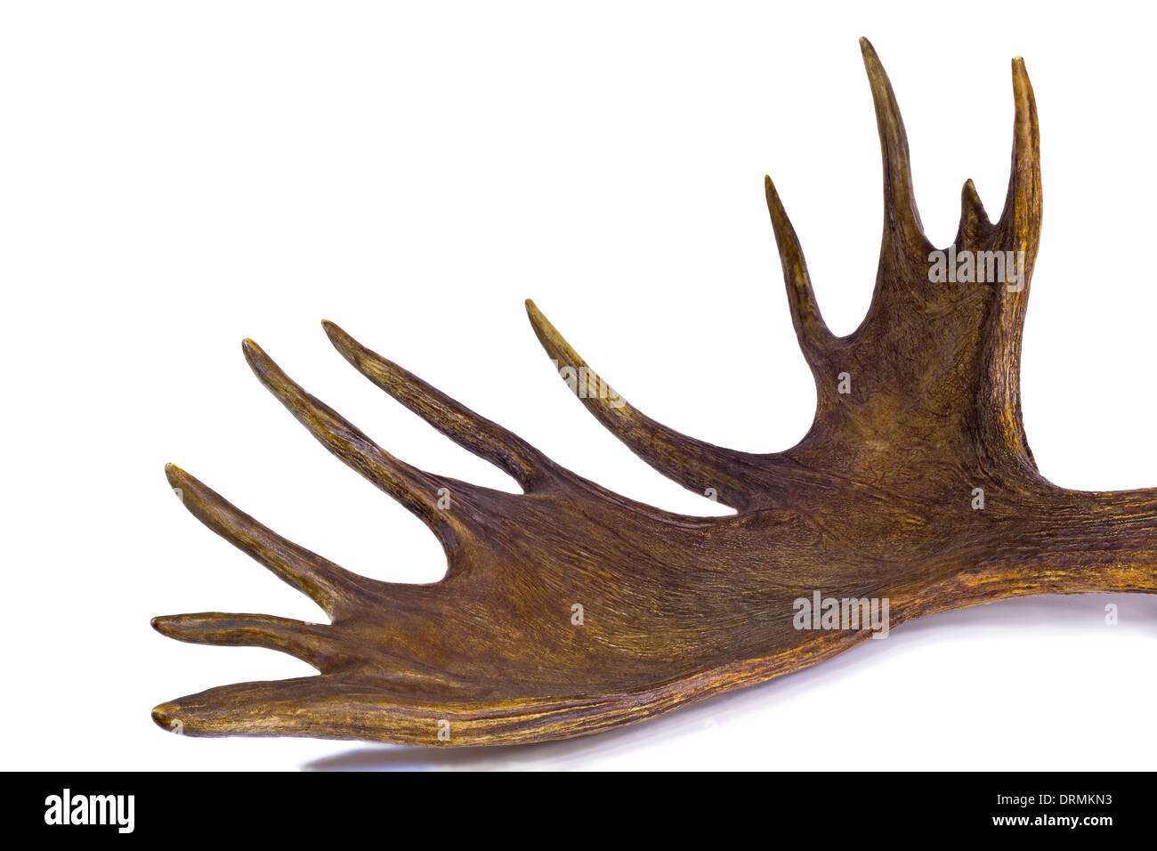Big branchy elk horn with more branches. Presented on a white ...