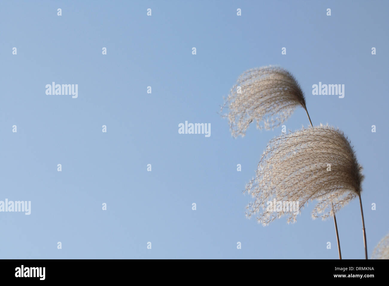 Shiny reed flower hi-res stock photography and images - Alamy