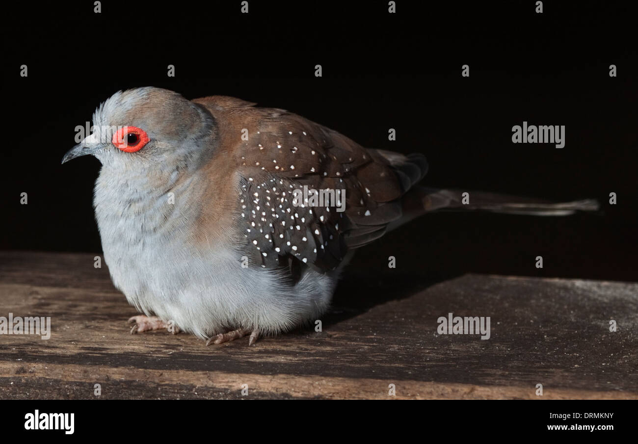 Diamond Dove (geopelia cuneata Stock Photo - Alamy