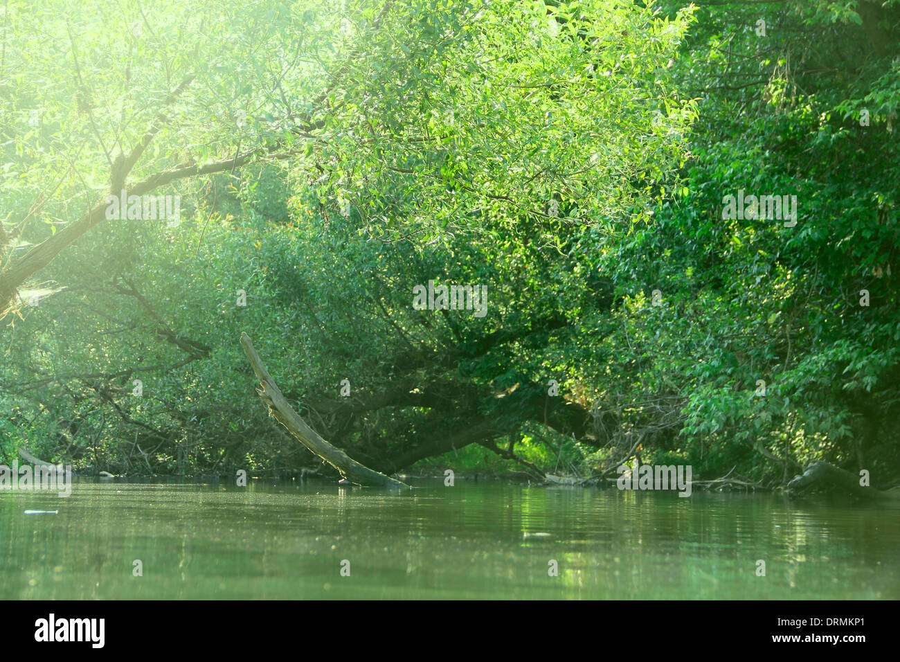 Forest river scene with trees over the water Stock Photo - Alamy