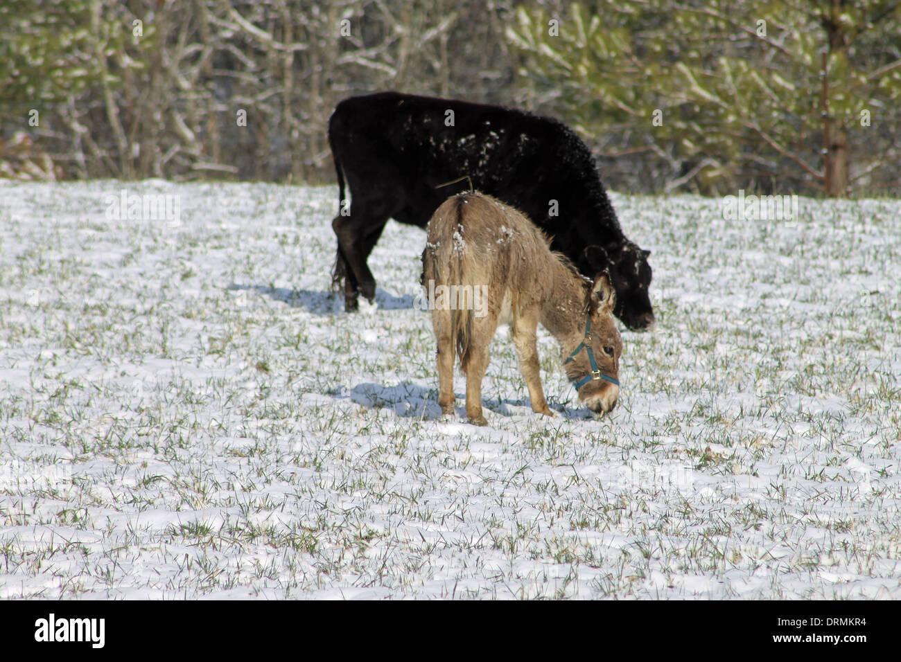 Cow and donkey hi-res stock photography and images - Alamy