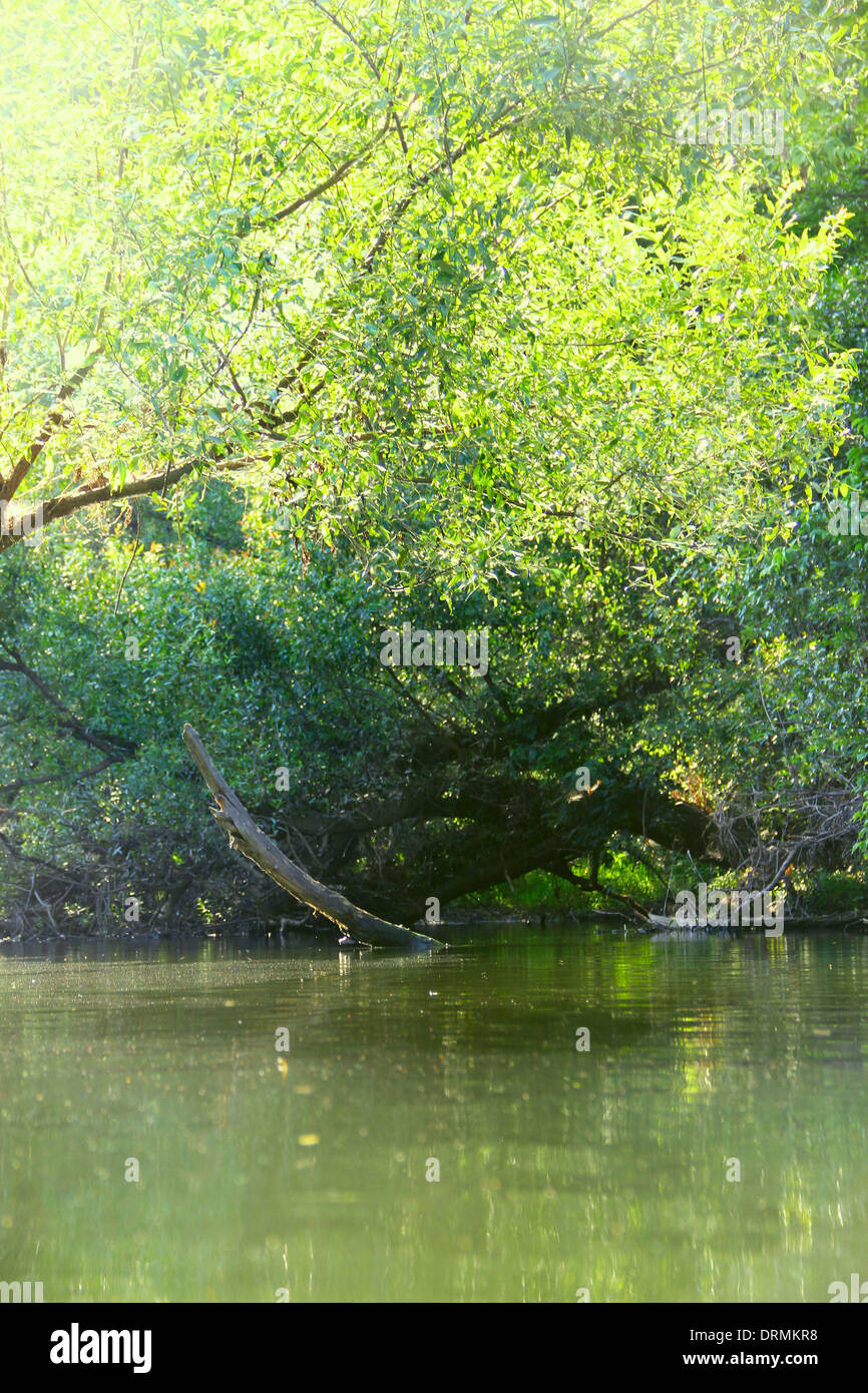 Forest river scene with trees over the water Stock Photo - Alamy