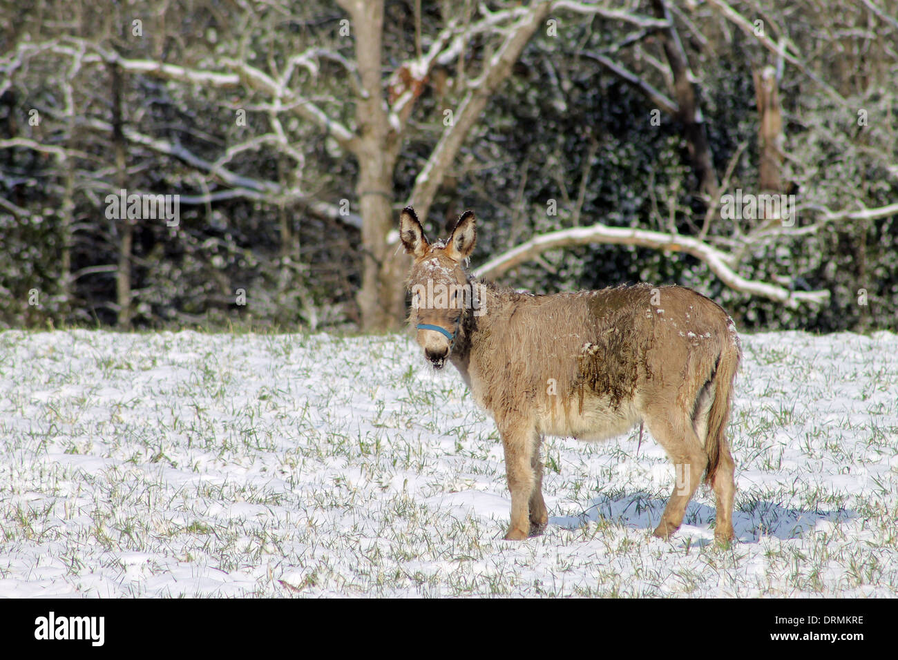 Donkey Snow High Resolution Stock Photography and Images - Alamy
