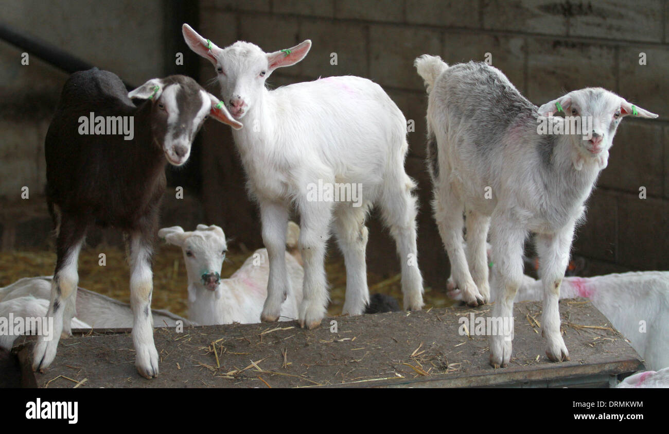 Staffordshire, UK. 12th Mar, 2012. Young kids... This is the first year ...