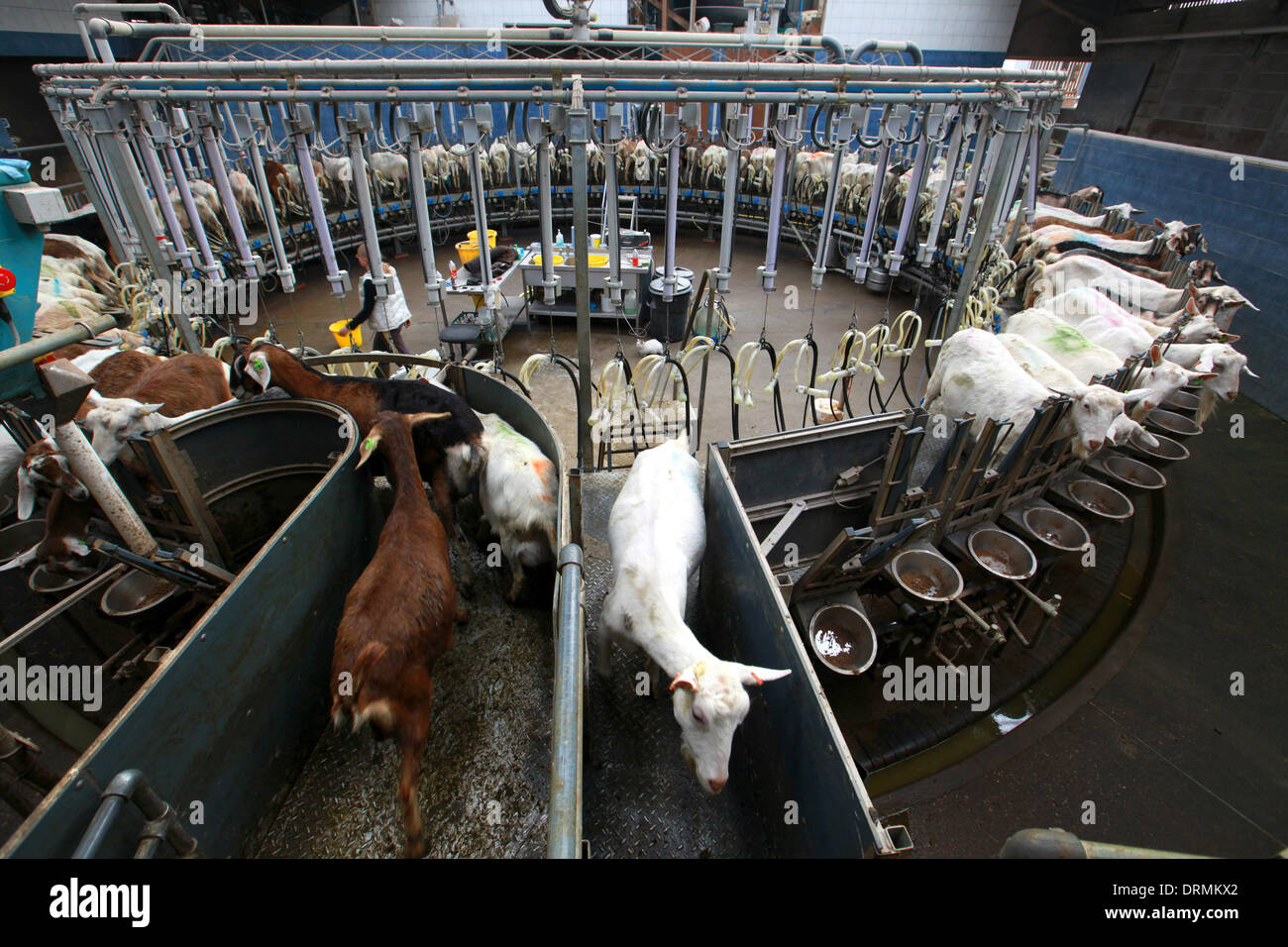 Rotary milking parlour hi-res stock photography and images - Alamy