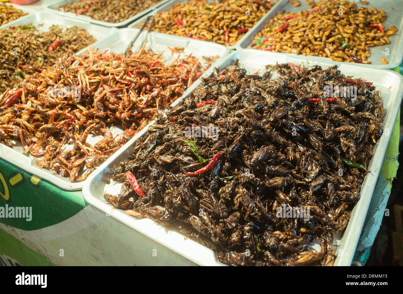 fried insects snack as food in Bangkok, Thailand Stock Photo - Alamy