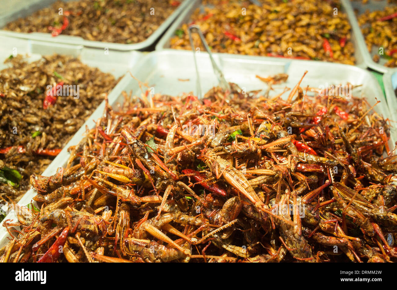 Fried cockroach thailand hi-res stock photography and images - Alamy